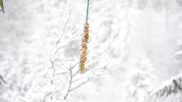 Slow motion clip of a Jay (Garrulus glandarius) feeding from a peanut ...